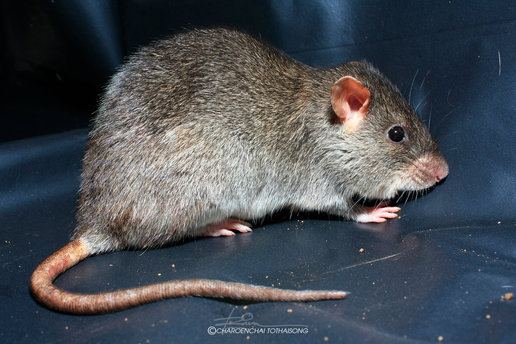 Bowers's White-toothed Rat from Ban Klang, Lom Sak District, Phetchabun ...