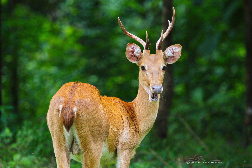 Eld's Deer (Rucervus eldii) - Know Your Mammals
