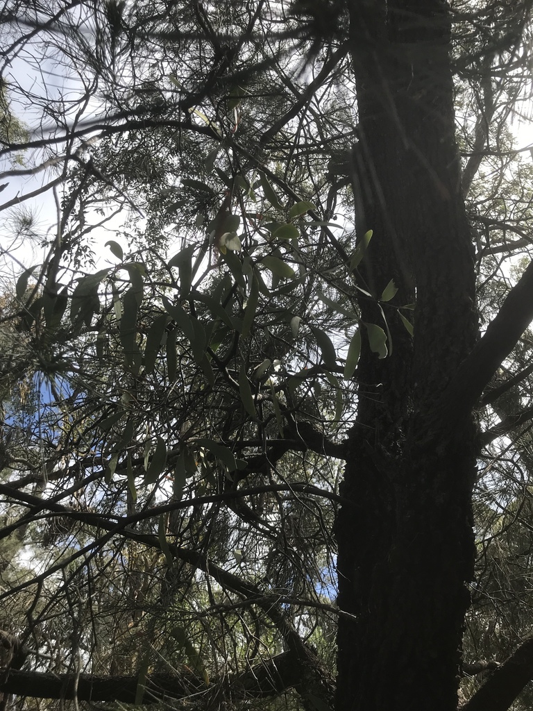 drooping mistletoe from Arthurs Seat State Park, Dromana, VIC, AU on ...
