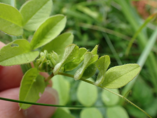 Aculus retiolatus · iNaturalist