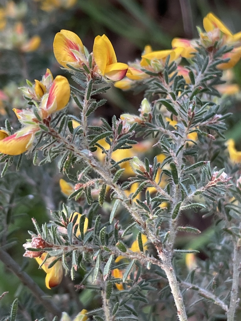 rusty bush-pea from Frankston South, VIC, AU on September 5, 2021 at 04 ...