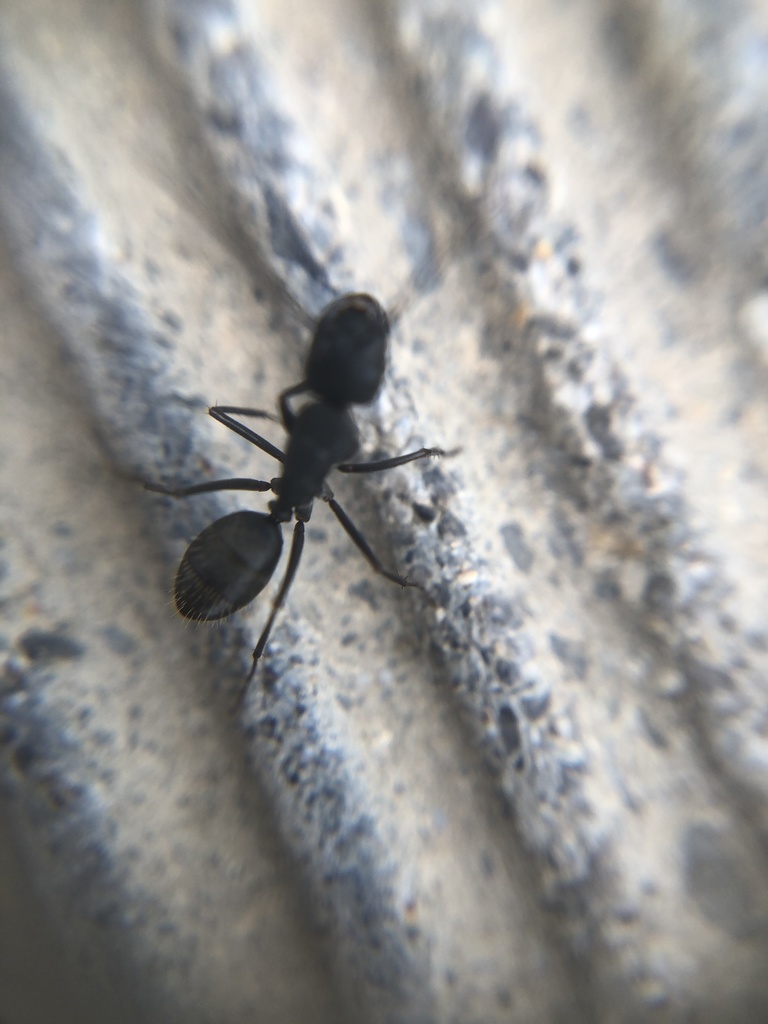 Japanese Carpenter Ant from Yingfeng, Beijing, CN on September 5, 2021 ...