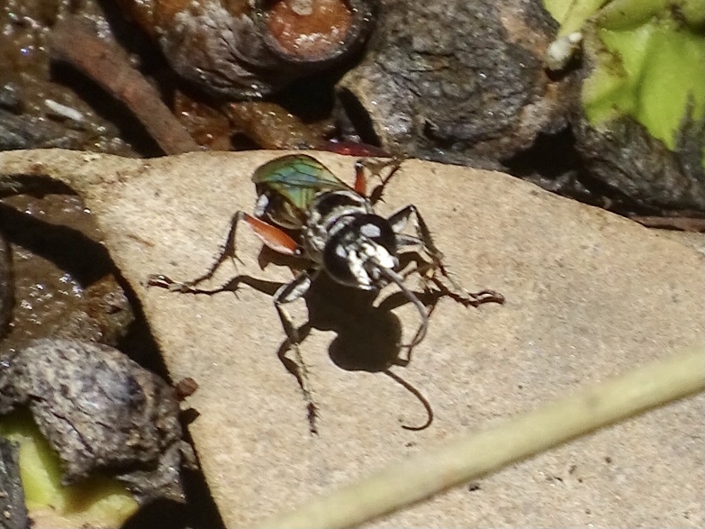 Liris subtessellatus (F.Smith, 1856)
