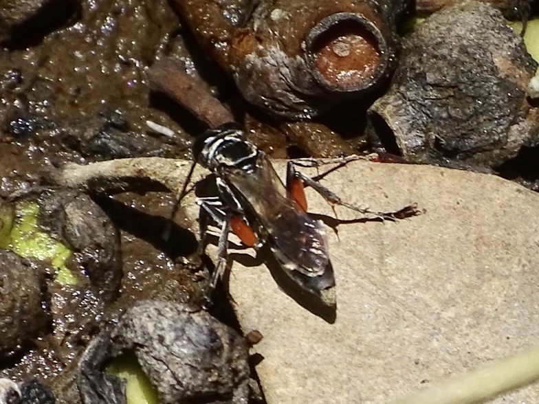 Liris subtessellatus (F.Smith, 1856)
