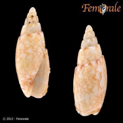 Dwarf Olive Shells (Family Olivellidae) · iNaturalist