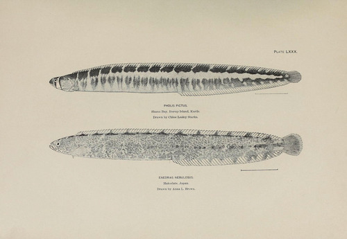 Tidepool Gunnel (Pholis nebulosa) · iNaturalist