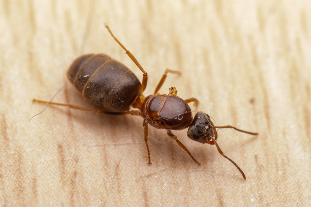 central european bicolored ant from Rochetaillée, Saint-Étienne, France ...
