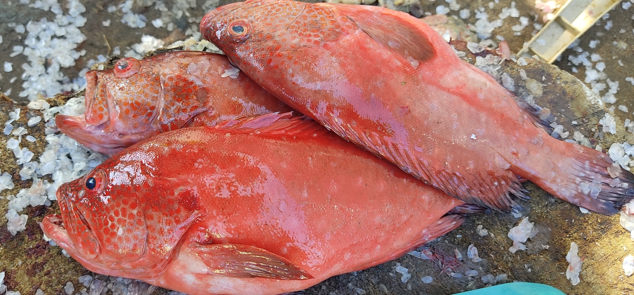 Cephalopholis sonnerati (Valenciennes, 1828)