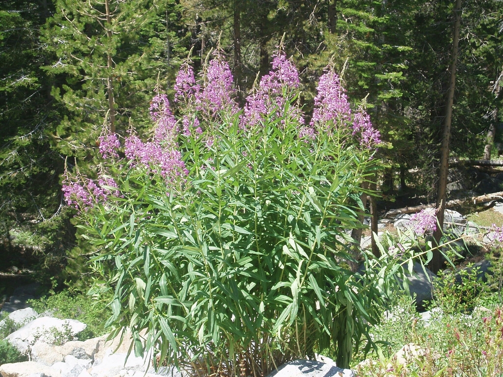 fireweed (Chamaenerion angustifolium) - Botanical Realm