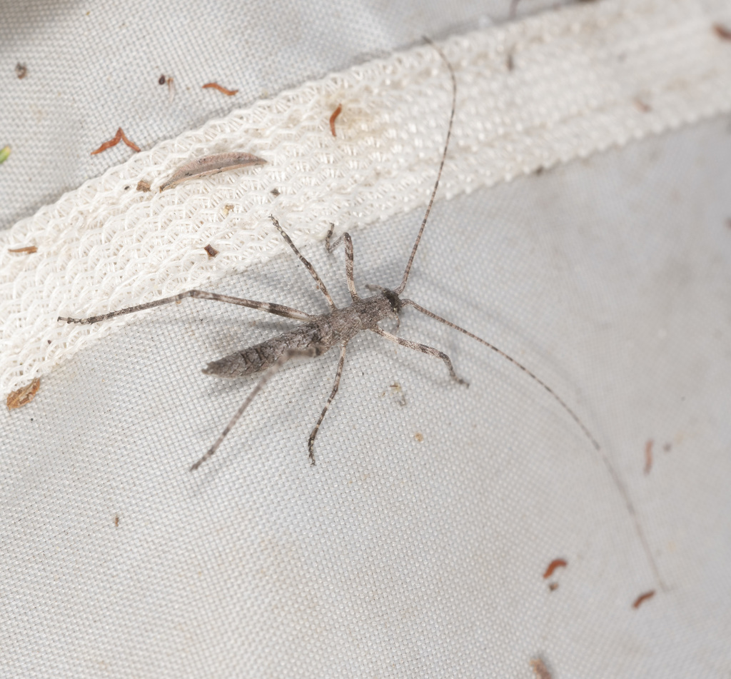 Australian Twig-mimicking Katydid from Rheban TAS 7190, Australia on ...