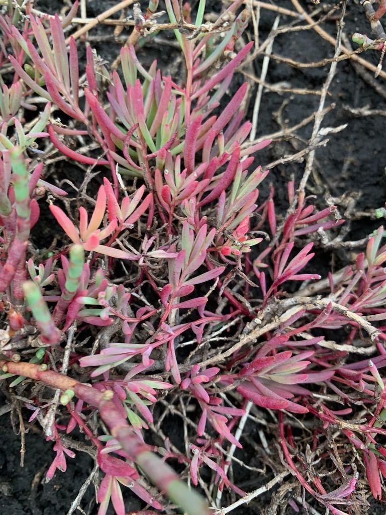 Austral Seablite (RE 12.1.2) · iNaturalist