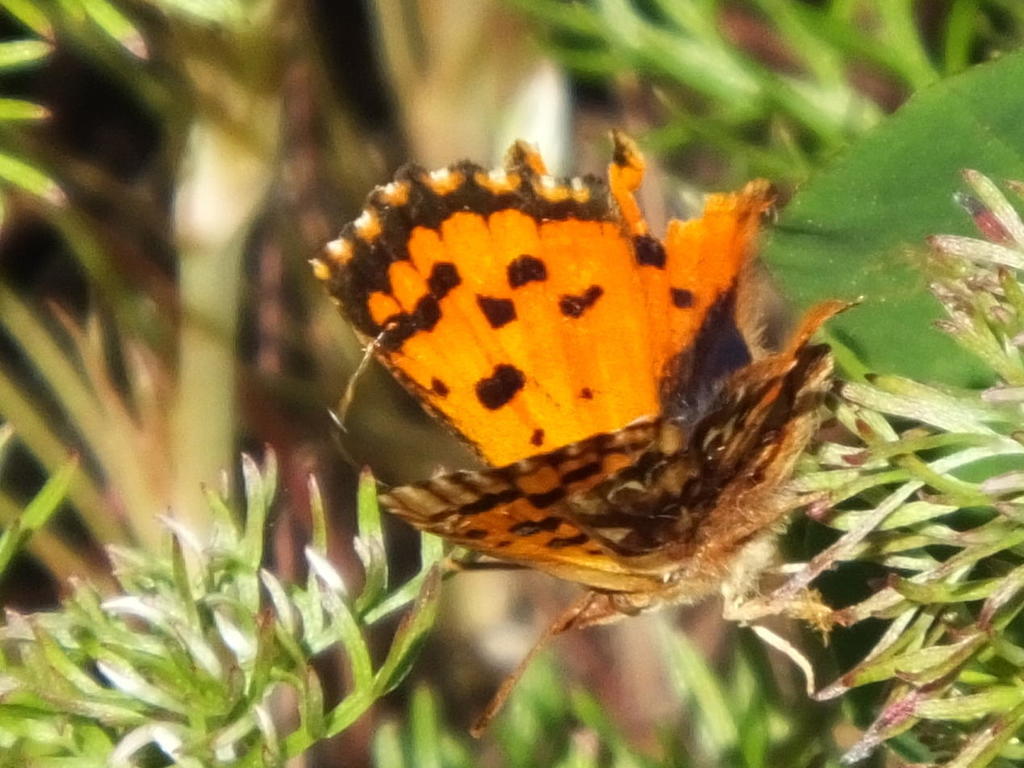 Chrysoritis palmus margueritae (Garden Route Botanical Garden ...