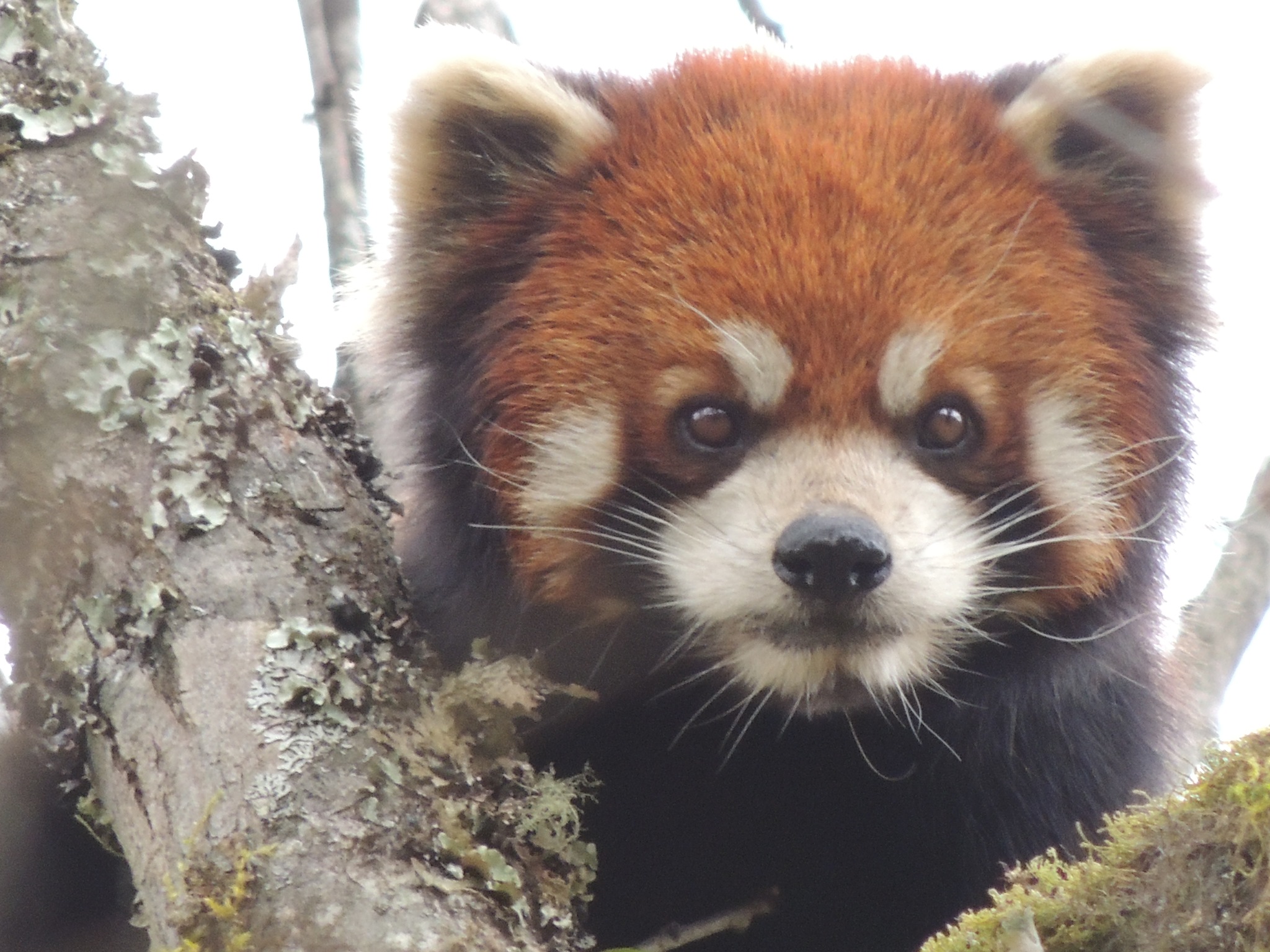 Ailurus fulgens F.G.Cuvier, 1825