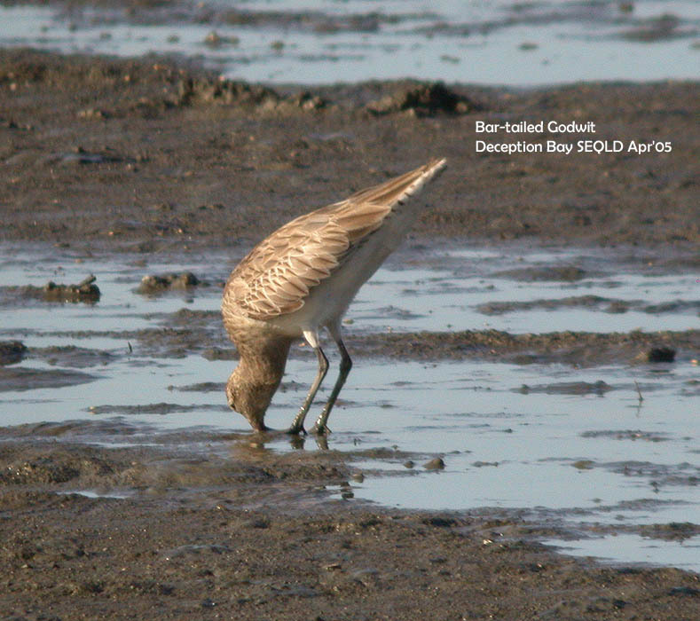 Bar-tailed Godwit from Brisbane QLD, Australia on April 16, 2005 at 03: ...