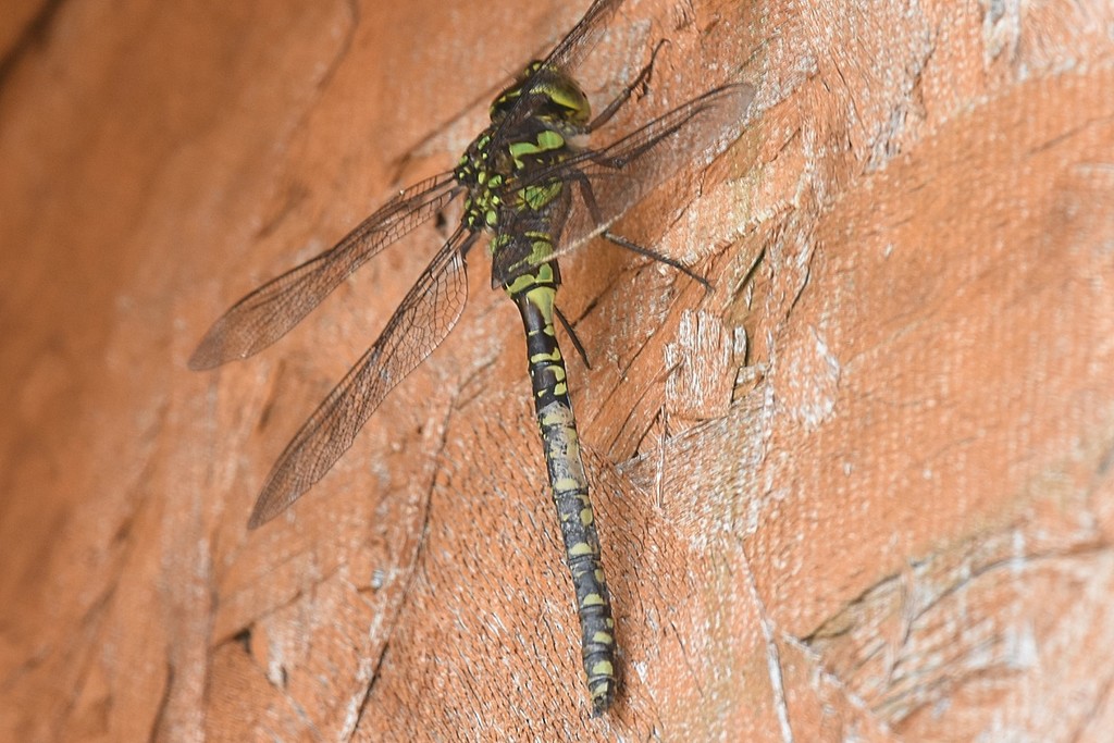 Lake Darner from Sunbury County, NB, Canada on September 04, 2021 at 11 ...