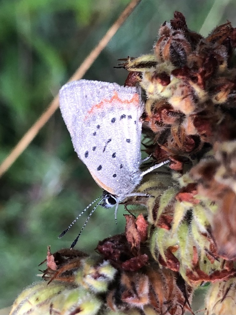 Purplish Copper from Pinckney, MI, US on September 5, 2021 at 08:00 AM ...
