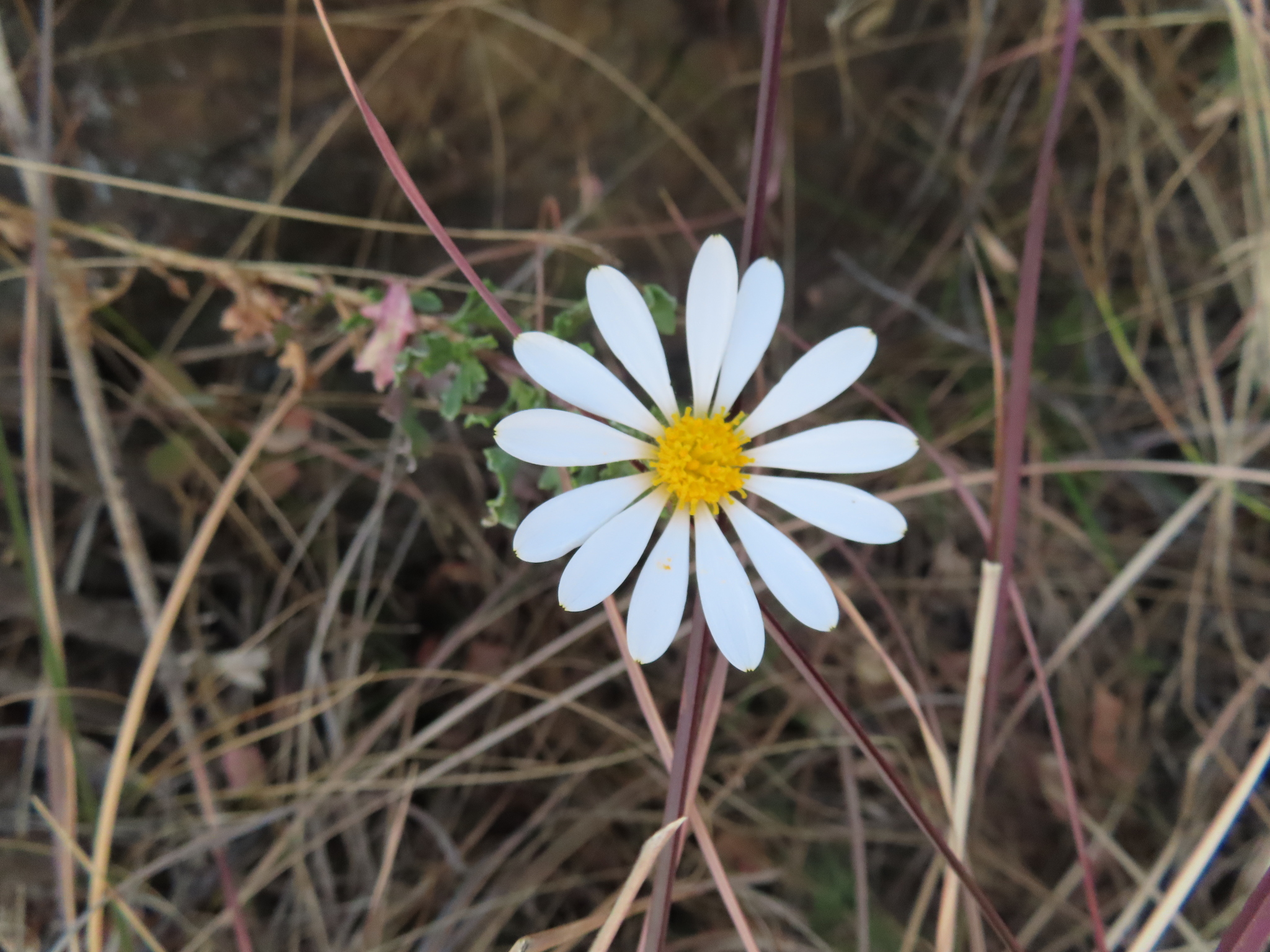 Dimorphotheca cuneata (Thunb.) DC.
