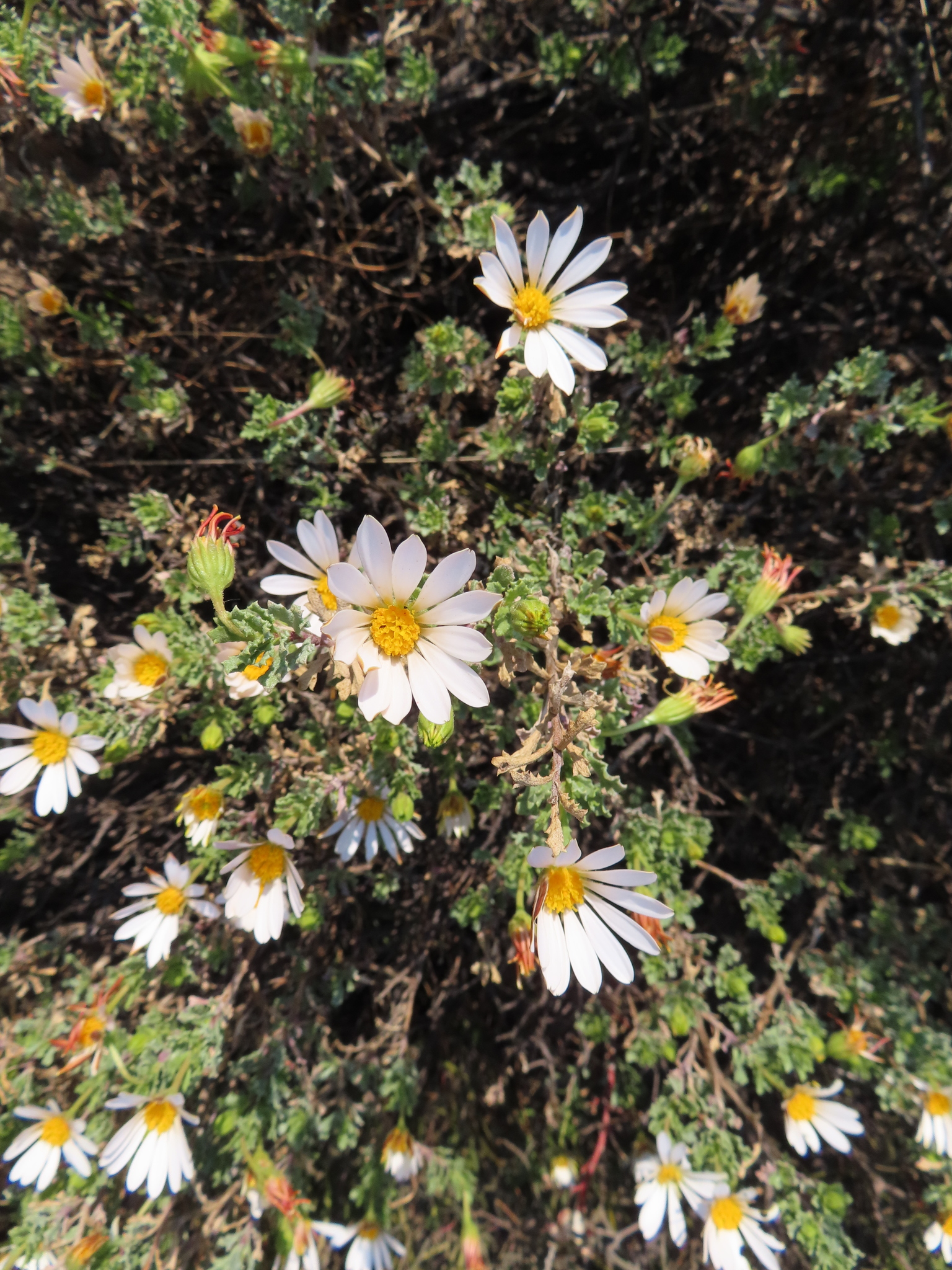 Dimorphotheca cuneata (Thunb.) DC.