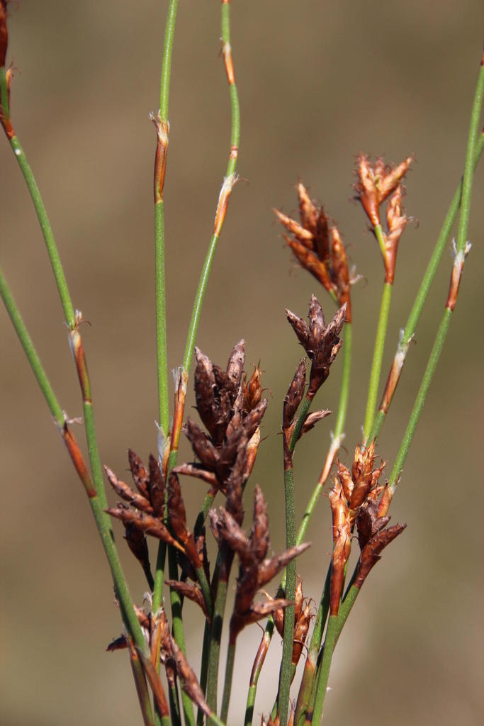 Restio capensis (Cape Pegreed) (Guide to common species in the centre ...