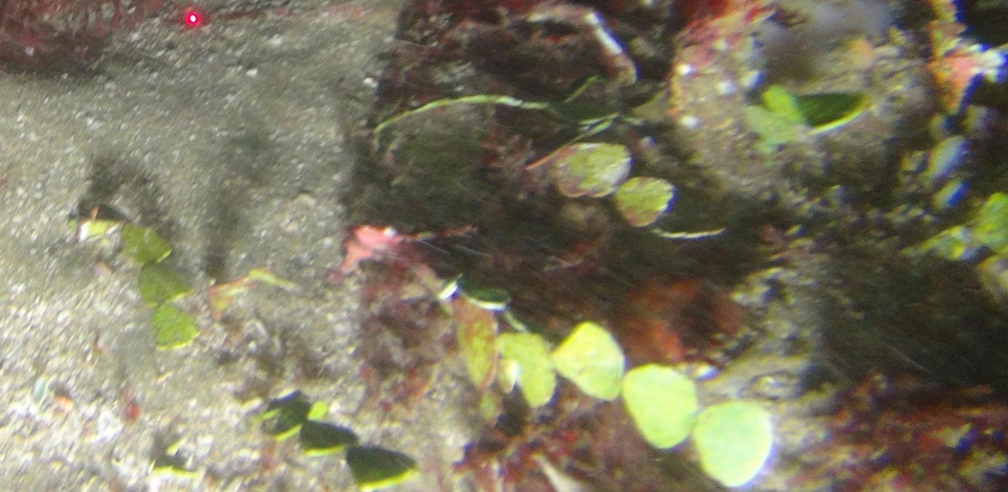 Halimeda cuneata K.Hering