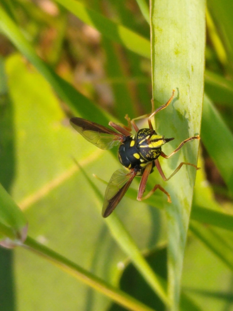 Four-lined Hornet Fly from Lowville Township, MN, USA on August 18 ...