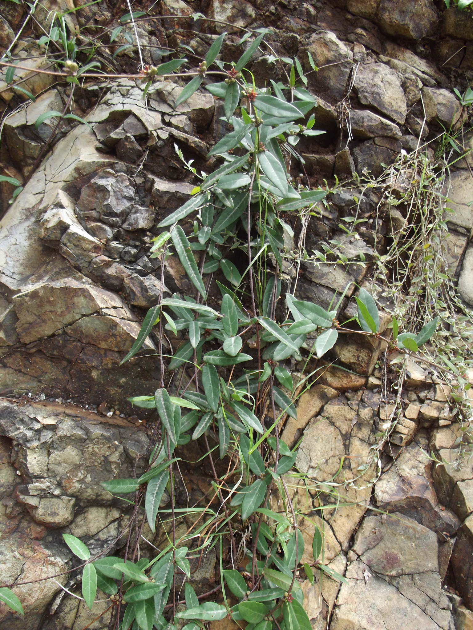 Hemidesmus indicus (L.) R.Br.