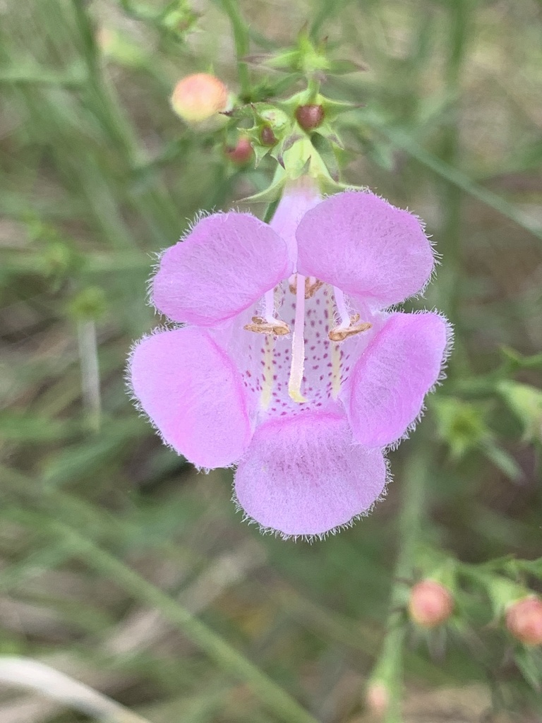 Prairie False Foxglove from Lewisville, TX, US on September 5, 2021 at ...