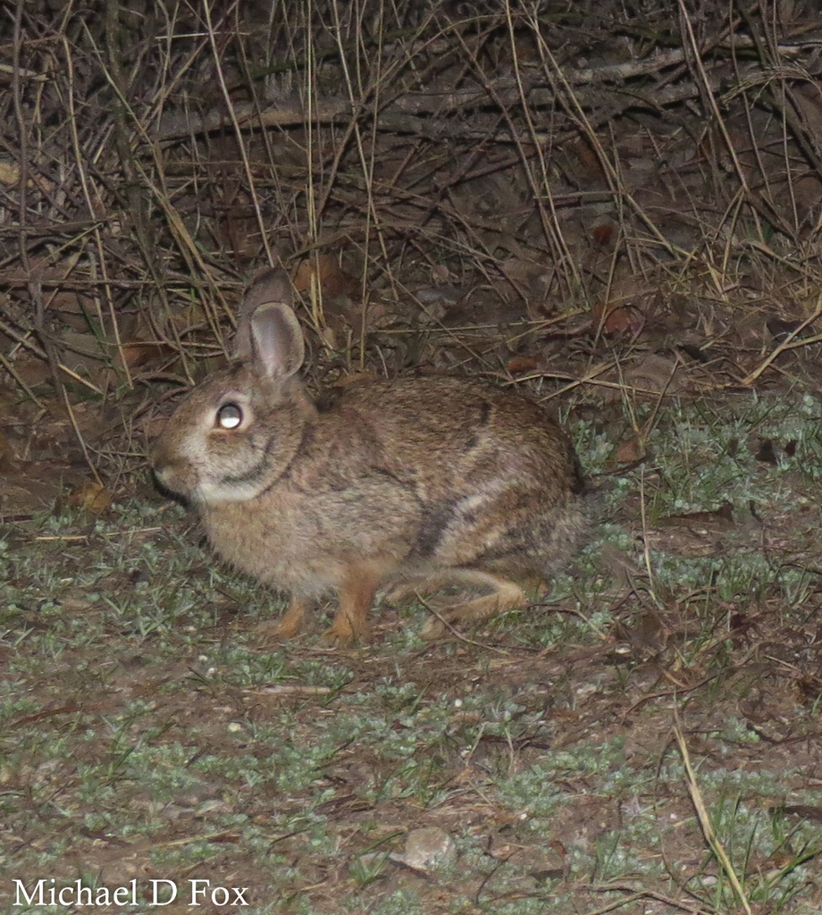 Eastern Cottontail (eMammal Virginia Camera Trap Field Guide) · iNaturalist