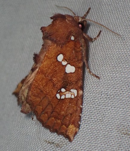 Hop Borer Moth (Papaipema circumlucens) · iNaturalist