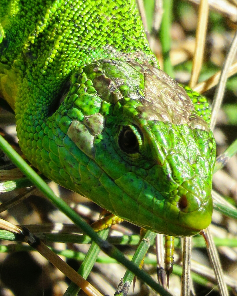 Western Green Lizard from Girona, ES-CT, ES on April 9, 2018 by Jurgen ...