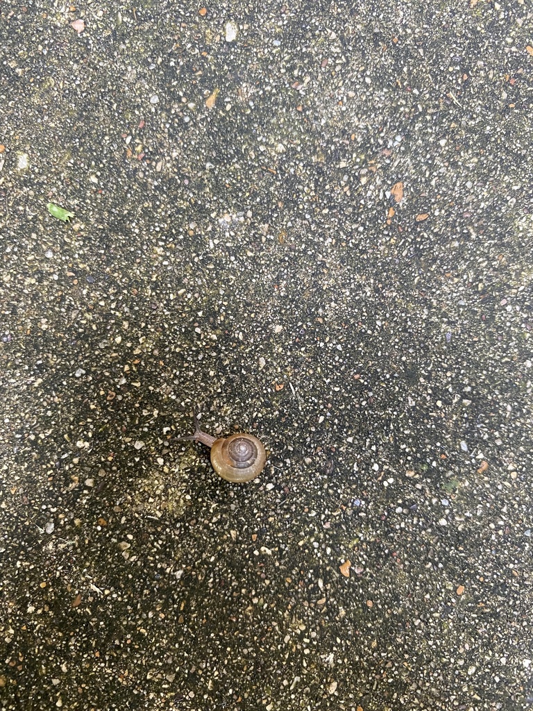 Asian Tramp Snail from Creekview Dr, Grapevine, TX, US on September 05 ...