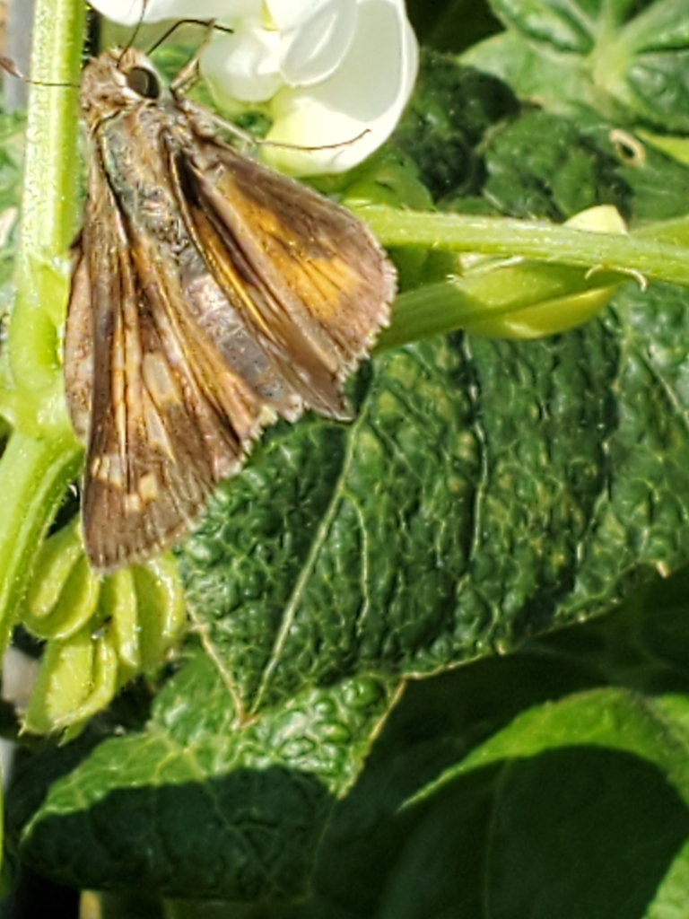 Huron Sachem from Highway 54 & Aggie Ave, Goodwell, OK 73939, USA on ...