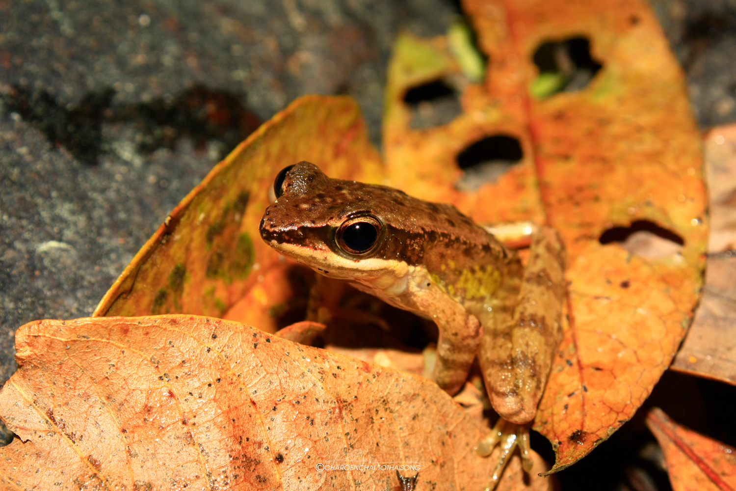Amolops archotaphus (Inger & Chan-ard, 1997)