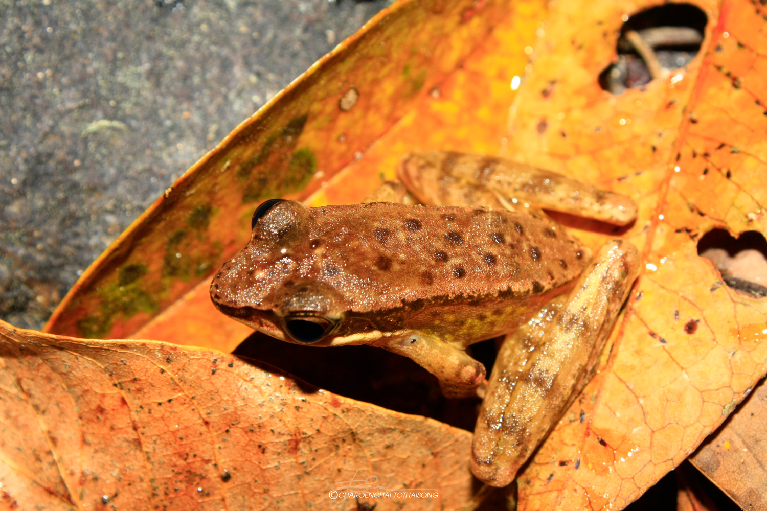 Amolops archotaphus (Inger & Chan-ard, 1997)