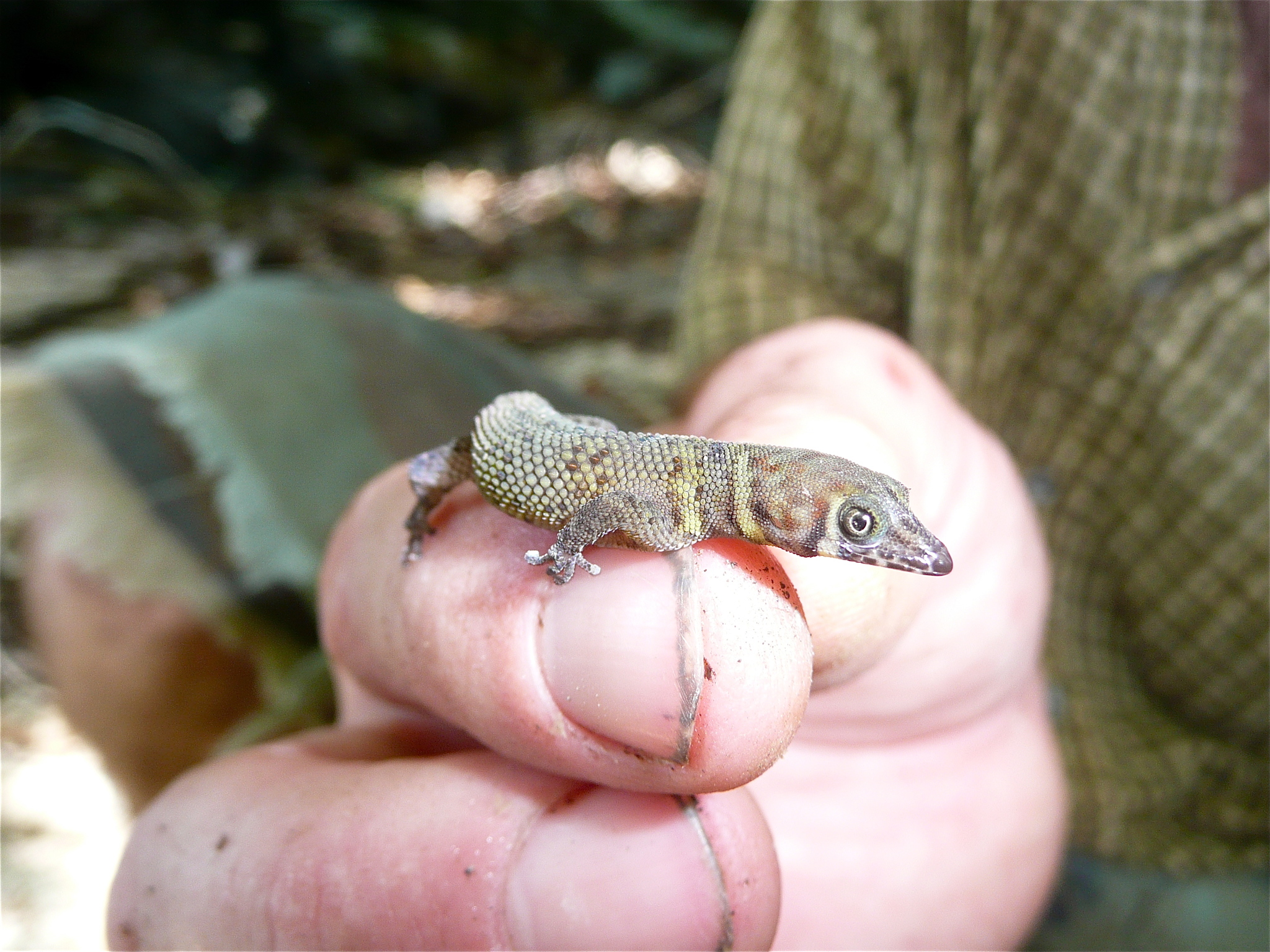 Sphaerodactylus rosaurae Parker, 1940