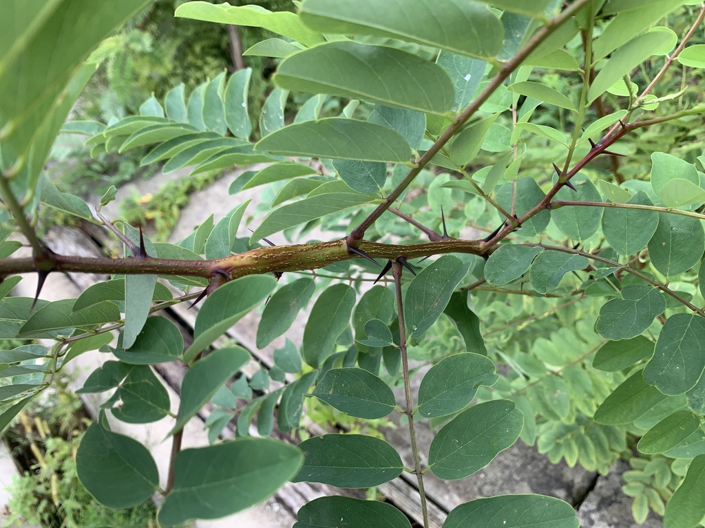 black locust from Dorchester Dr, Cleveland, OH, US on September 05 ...