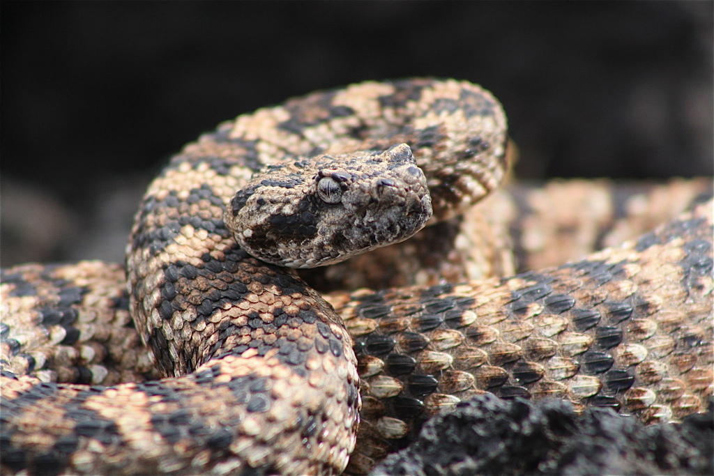 Southwestern Speckled Rattlesnake (Crotalus pyrrhus) - Snakes and Lizards