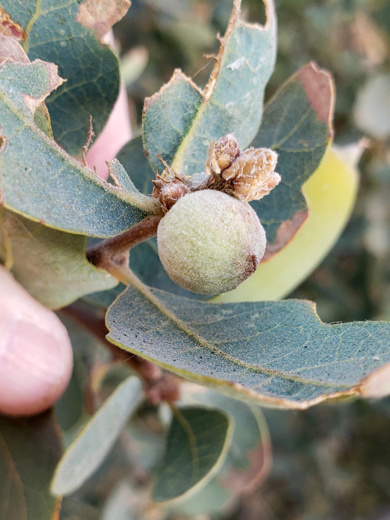 Dried Peach Gall Wasp from Johnson-Springview Park, 5480 5th St ...