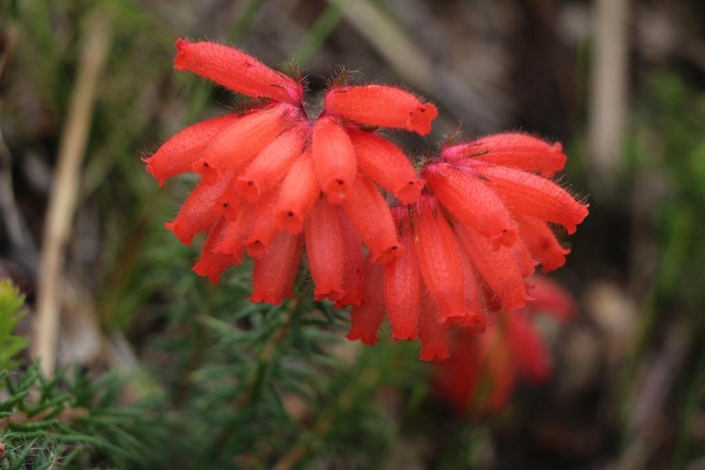 Common Fire Heath (Heaths of the Cape Peninsula) · iNaturalist
