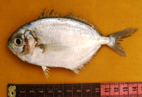 Pastorcillos (Ariommatidae)