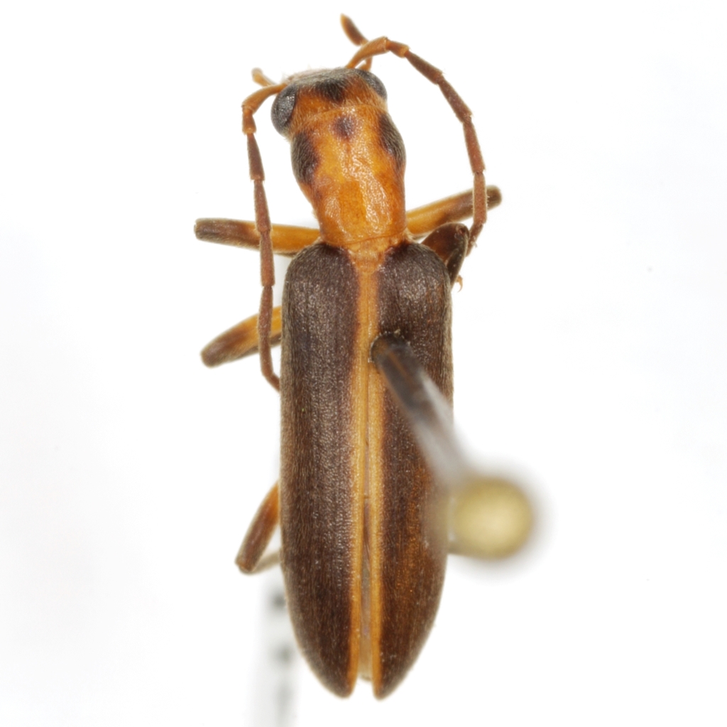 Oxacis angustata from Resaca Vieja Trail, Bentsen-Rio Grande Valley ...