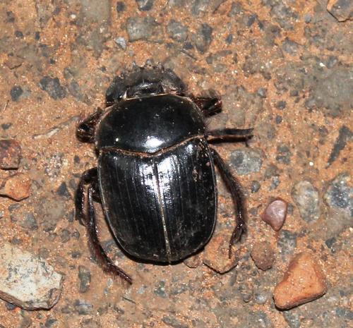 Scarabaeus proboscideus (Dung Beetles of Cape Town) · iNaturalist