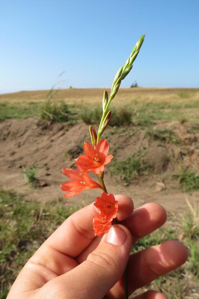 Tritonia disticha disticha from Mkambati NR on August 17, 2014 by Brian ...