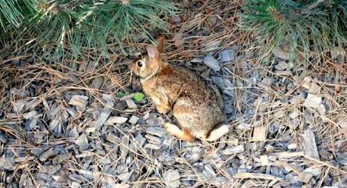 Eastern Cottontail (eMammal Virginia Camera Trap Field Guide) · iNaturalist