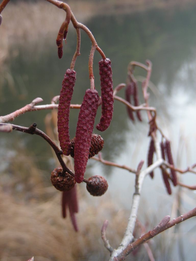 swamp alder (Alnus incana rugosa) - Botanical Realm