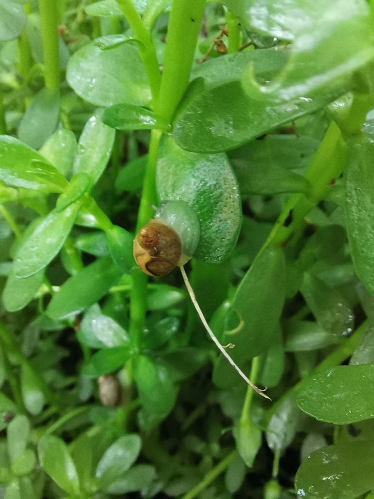 Amber Snails from Meoqui, Chih., México on September 5, 2021 at 09:00 ...
