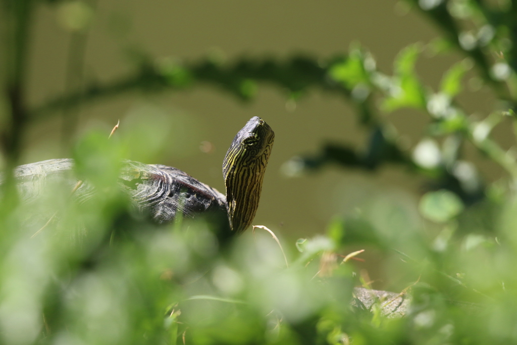 Common thread turtle in September 2021 by Manuel Ruedi. All are non ...