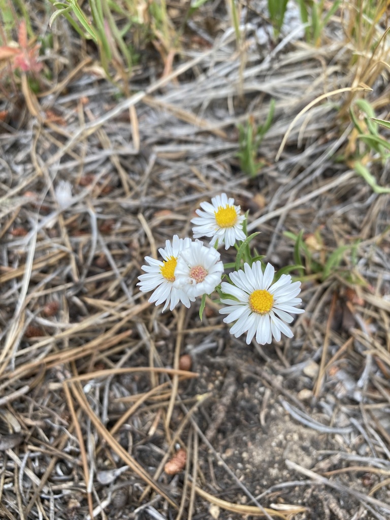 white prairie aster from Arapaho & Roosevelt National Forests Pawnee ...