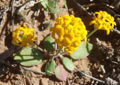 Manulea chrysantha · iNaturalist