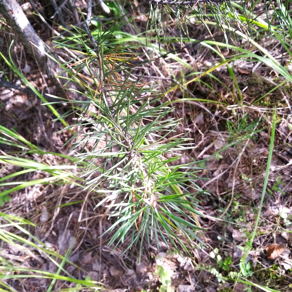 Scots pine from Asbest gorsovet, Sverdlovsk, Russia on August 7, 2021 ...
